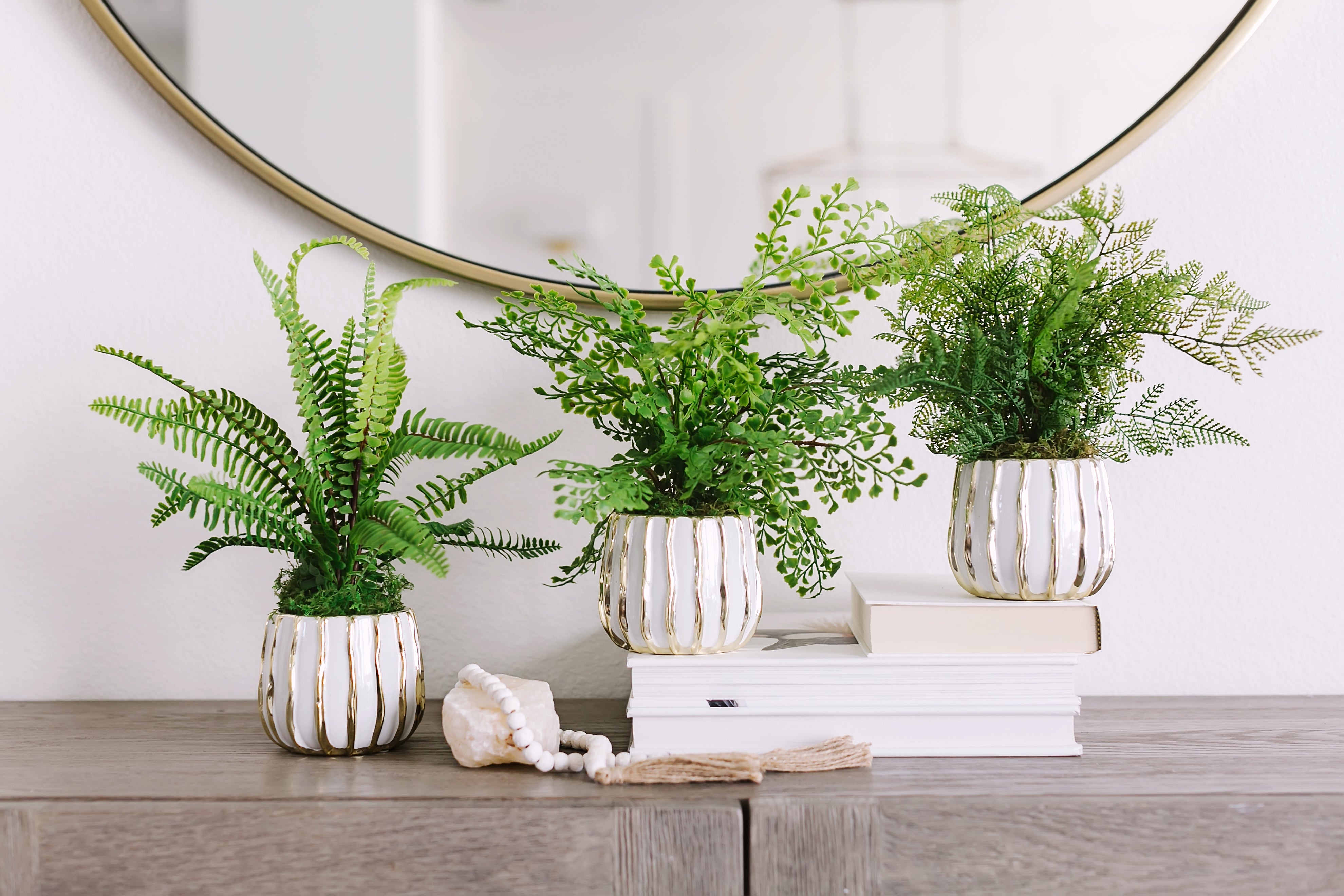 Ferns & Plants – T&C Floral Company