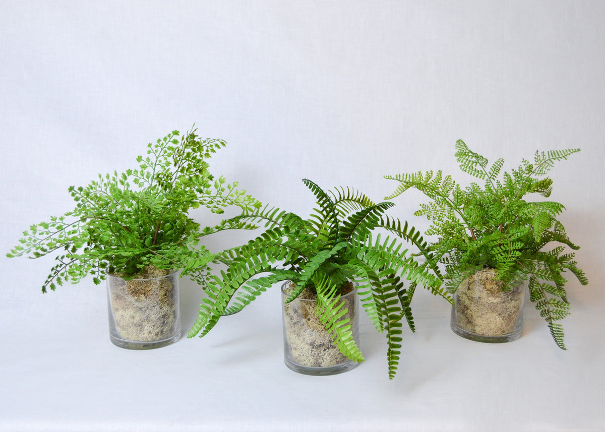 Fern Pack in Clear Vase – T&C Floral Company